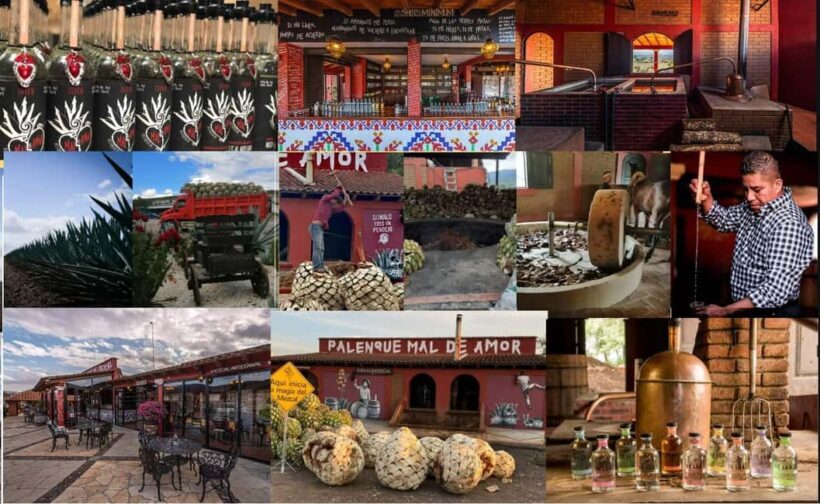 Mezcal Oaxaca: Tour, Gastronomy and Mezcal Tasting - What’s the overall value?