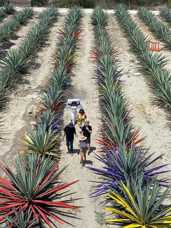 Mezcal Tour Oaxaca - The Itinerary Breakdown