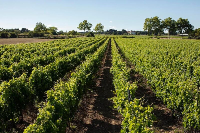 Mèze: Domaine Saint André Vineyard Guided Tour With Tasting - Tour Highlights