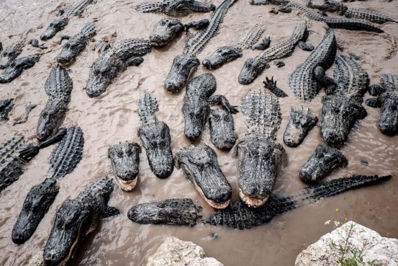 Miami: Alligator Spotting Airboat with Pick-Up/Drop-off - FAQ