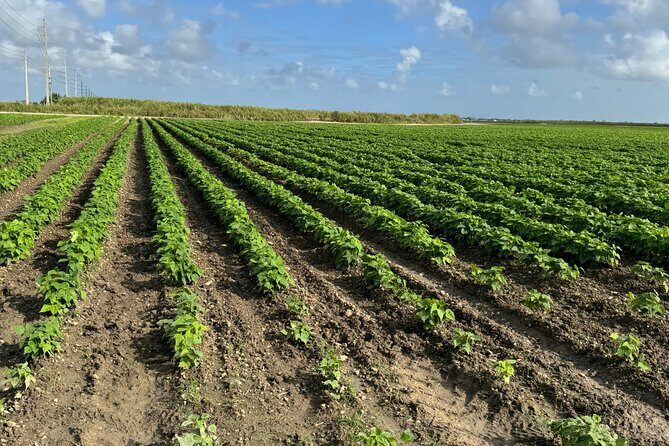 Miami ATV & Buggy Adventure- 5 Star Rated - Equipment and Comfort