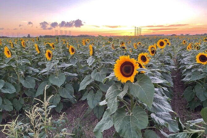 Miami ATV & Buggy Adventure- 5 Star Rated - Real Traveler Feedback: What They Love and What They’ve Mentioned