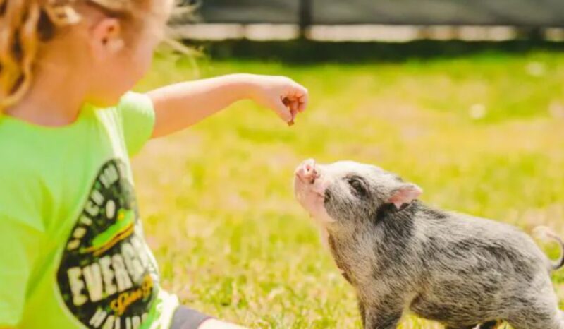 Miami Beach: Everglades Airboat Tours and Rides - The Live Alligator Show and Photo Opportunity