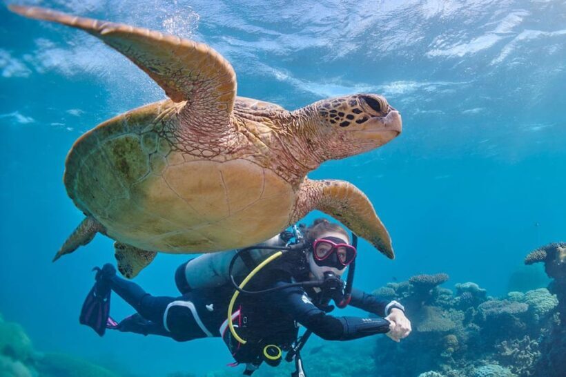 Miami Beach: Guided 2-Tank Reef and Wreck Dive Trip - The Sum Up: Is This Tour Right for You?
