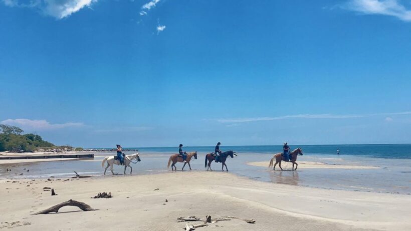 Miami: Beach Horse Ride & Nature Trail - What You Can Expect from This Miami Horseback Adventure