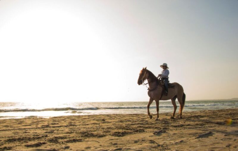 Miami: Beach Horse Ride & Nature Trail - The Horses and Guides