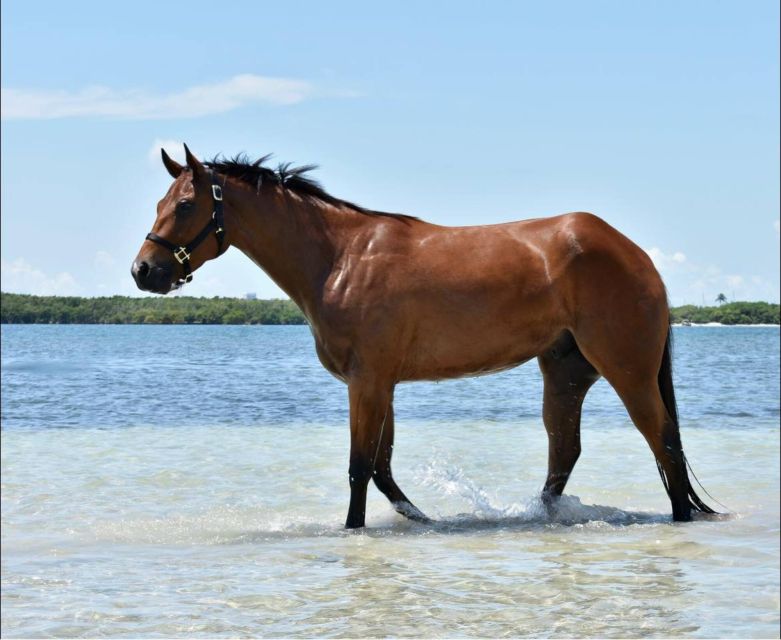 Miami: Beach Horse Ride & Nature Trail - FAQ