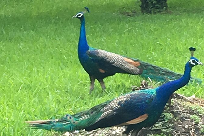 Miami: City and Boat Tour Combo - FAQ: Practical Questions About the Miami: City and Boat Tour Combo