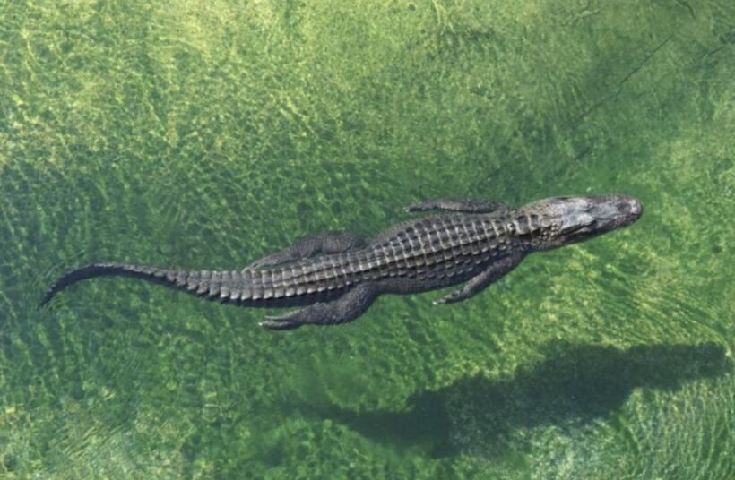 Miami: City Tour with Optional Cruise and Everglades Entry - FAQs