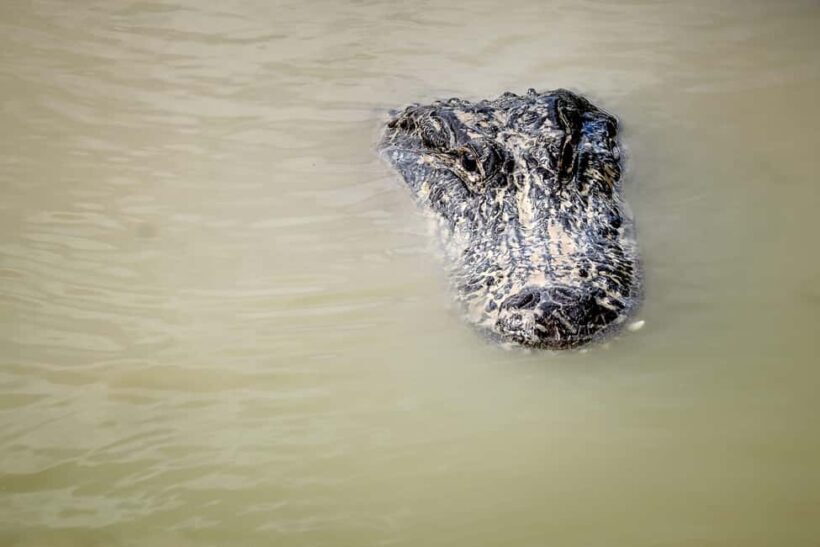 Miami: Everglades Airboat Alligator Tour with Transfer - Key Points