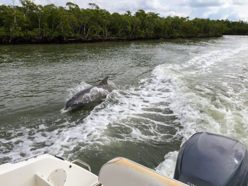 Miami: Everglades Full-Day Tour with 2 Boat Trips and Lunch - Guided Walk and Wildlife Encounters