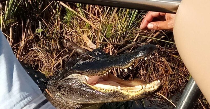 Miami: Everglades Full-Day Tour with 2 Boat Trips and Lunch - Cultural Highlights and Historic Stops