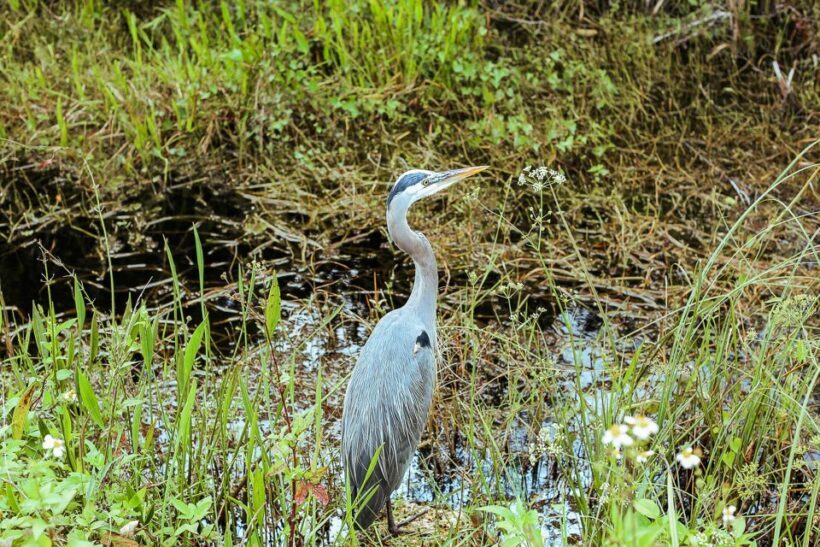 Miami: Everglades National Park Airboat Tour & Wildlife Show - FAQs