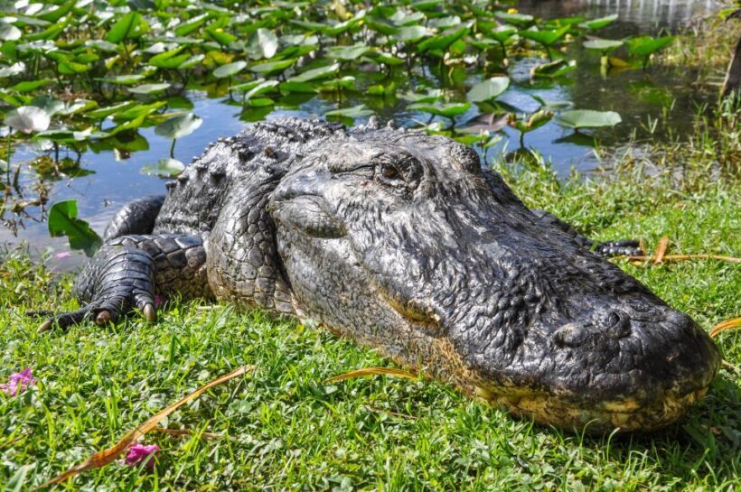 Miami: Everglades Safari Park Airboat Tour - Key Points