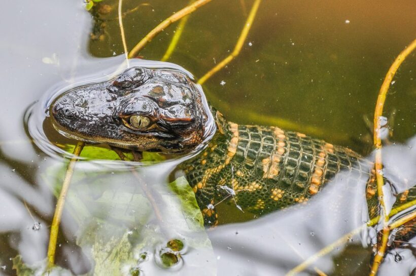 Miami: Everglades Safari Park Airboat Tour - How This Tour Stacks Up