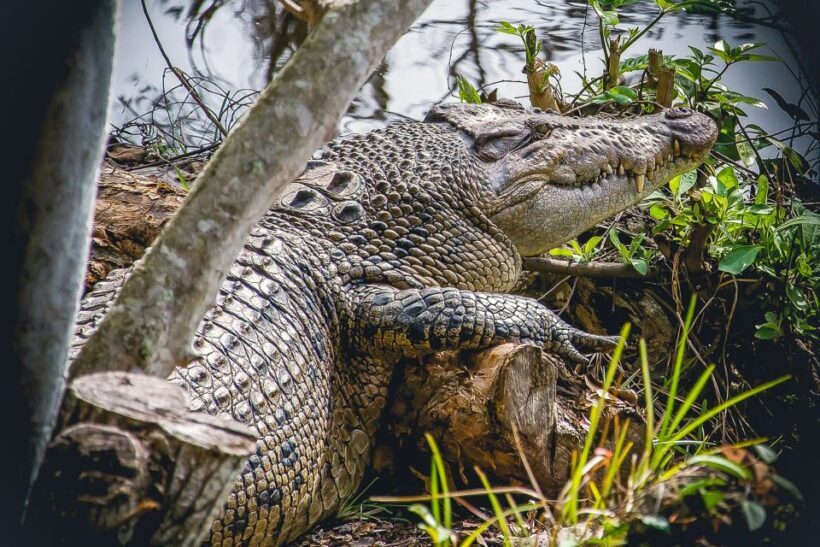 Miami: Everglades Safari Park Airboat Tour - Final Thoughts: Is It Worth It?