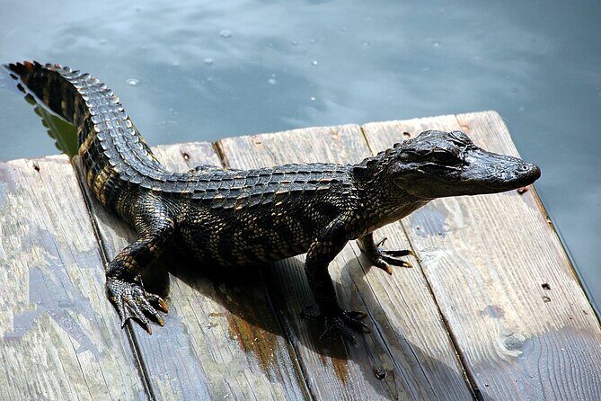 Miami Full Day Self-Guided Sightseeing Tour w/ Cruise and Everglades Airboat - Authentic Insights from Travelers