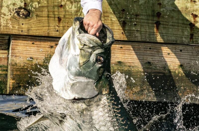 Miami: Giant Fish Feeding Experience - Who Will Love This Experience?