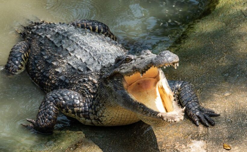 Miami: Half-Day Everglades Tour - FAQ