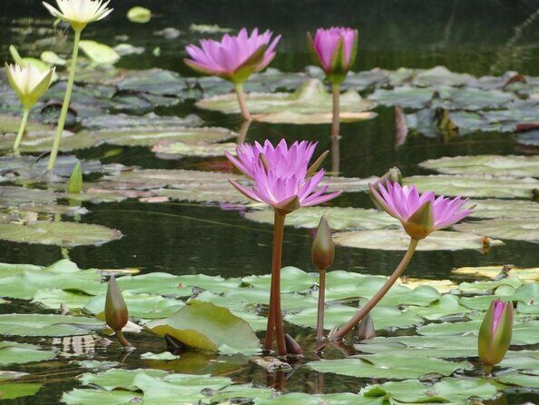 Miami Highlight: Millionaire's Row Bay Cruise & Open-top Bus Tour - Key Points