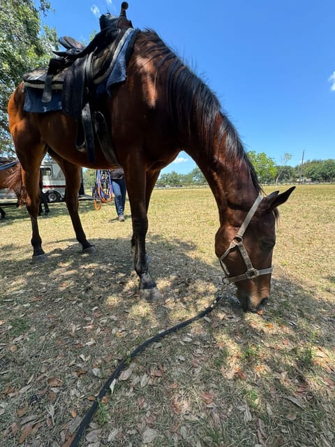 Miami: Horseback Riding in South Beach - Who Should Consider This Tour?