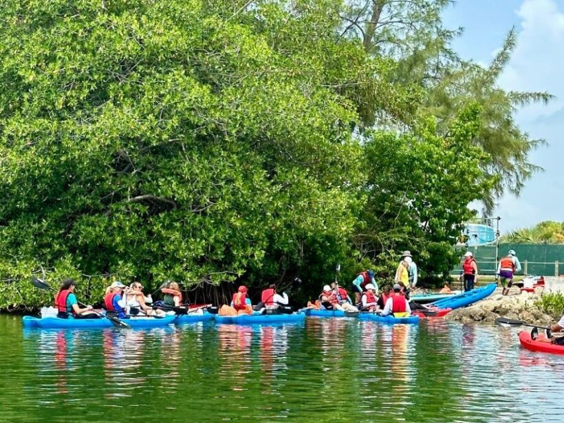 Miami: Manatee Season Paddleboard or Kayak Tour - Summary: The Value Proposition