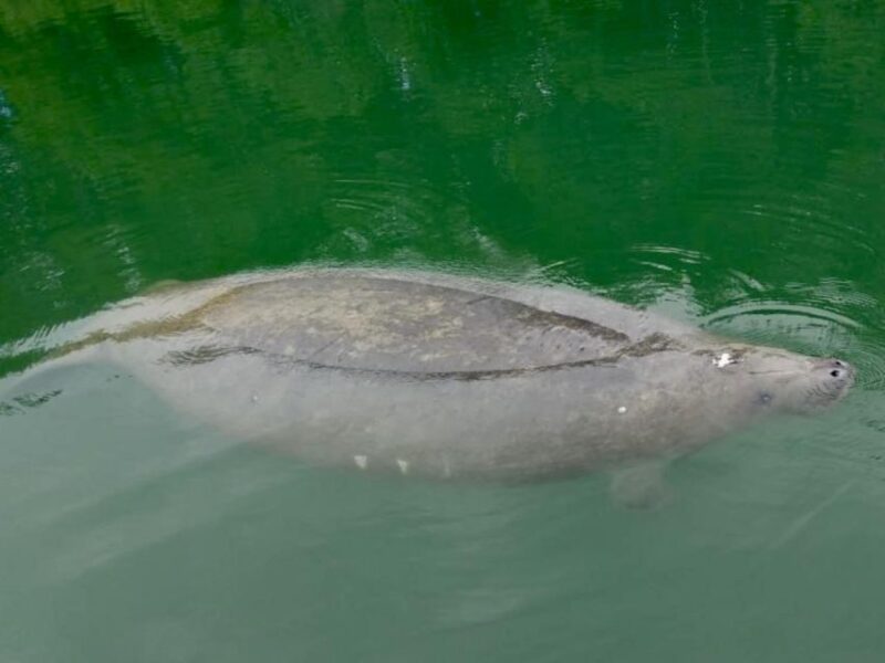 Miami: Manatee Season Paddleboard or Kayak Tour - The Itinerary in Detail