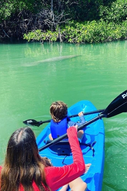Miami: Manatee Season Paddleboard or Kayak Tour - Wildlife and Natural Encounters