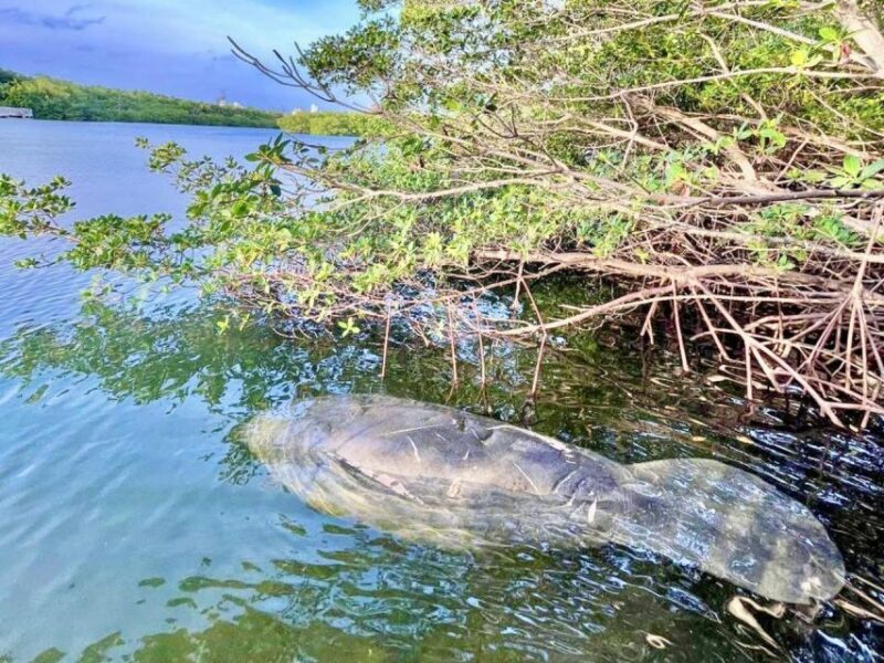 Miami: Manatee Season Paddleboard or Kayak Tour - FAQs