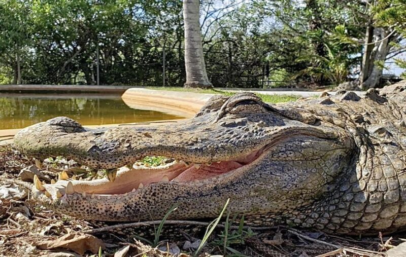 Miami: Original Everglades Airboat Tour & Alligator Exhibit - Wildlife Encounters and Exhibits
