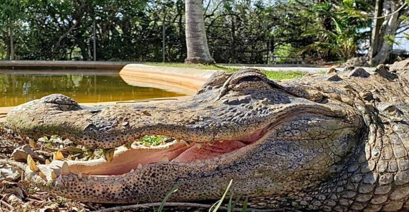 Miami: Original Everglades Airboat Tour & Alligator Exhibit - The Food and Gift Shop