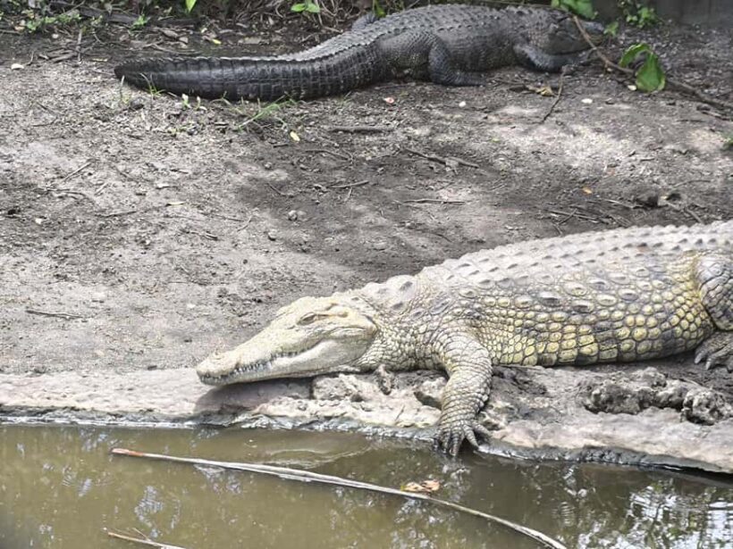 Miami: Private tour of the Everglades in French in a convertible Mustang - Who Will Love This Tour?