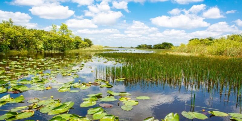 Miami: Small Group Everglades Express Tour with Airboat Ride - Authentic Reviews: What Travelers Say