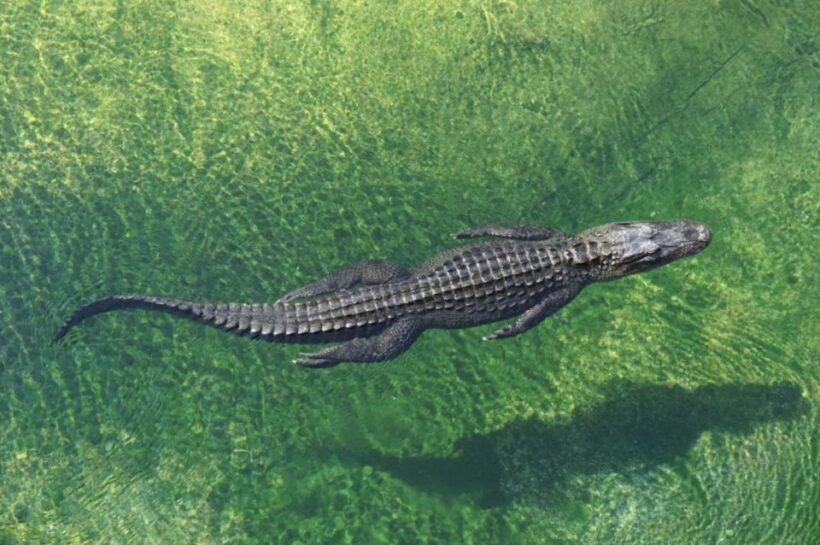 Miami: Small Group Tour w/Everglades, Little Havana & Cruise - The Real Experience: What Travelers Say