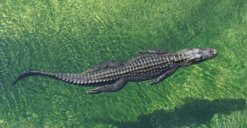 Miami: Small Group Tour w/Everglades, Little Havana & Cruise - Transportation and Group Size