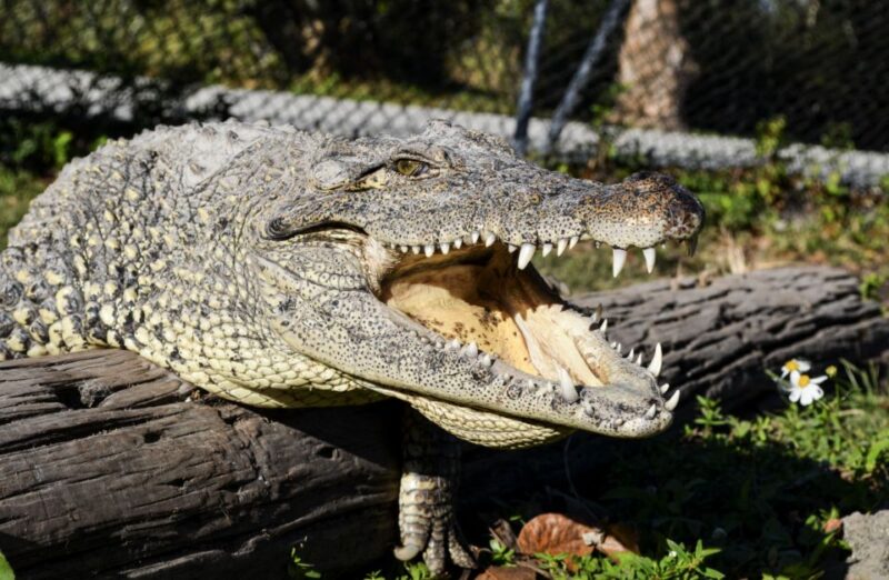 Miami: Small Group Tour w/Everglades, Little Havana & Cruise - Who Will Love This Tour?