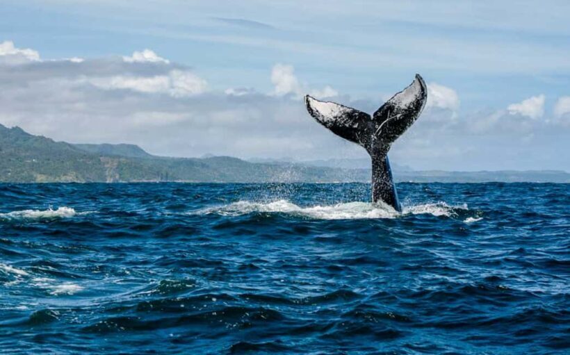 Miches: Half Day Whale Watching Catamaran Tour with Snacks - An Overview of the Experience