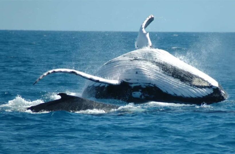 Miches: Half Day Whale Watching Catamaran Tour with Snacks - What Makes This Tour Stand Out?