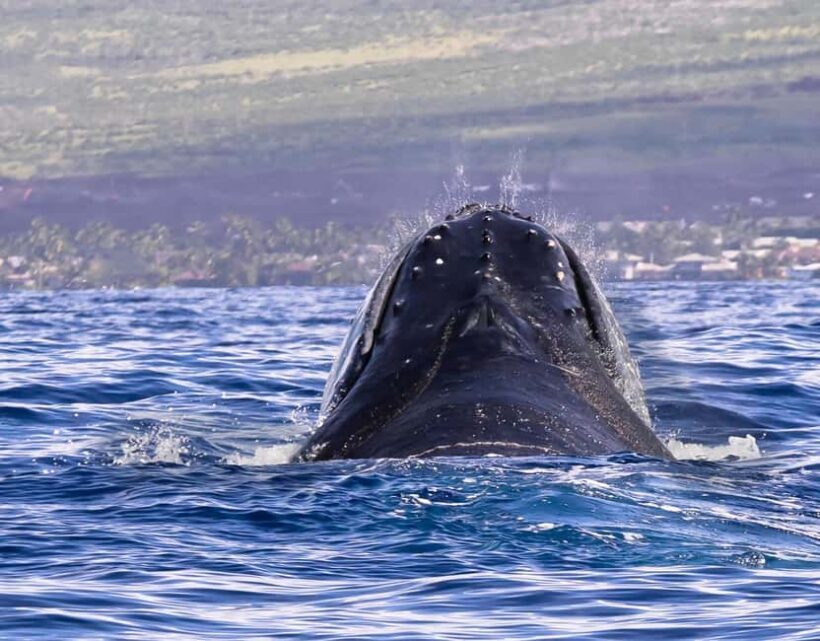 Miches: Half Day Whale Watching Catamaran Tour with Snacks - FAQ