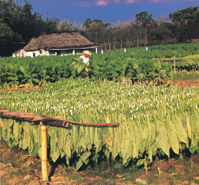 Miches: Montaña Redonda, Limón Lagoon and Casa del Coco Tour - Final Thoughts