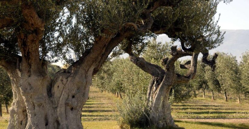 Midday Olive Oil Tour and Visit to Old Town of Belchite - An In-Depth Look at What This Tour Offers