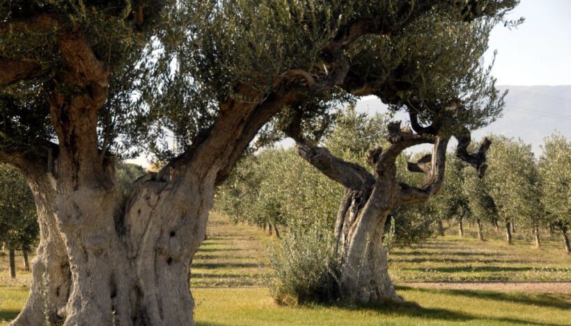 Midday Olive Oil Tour and Visit to Old Town of Belchite - Final Thoughts: Is It Worth It?