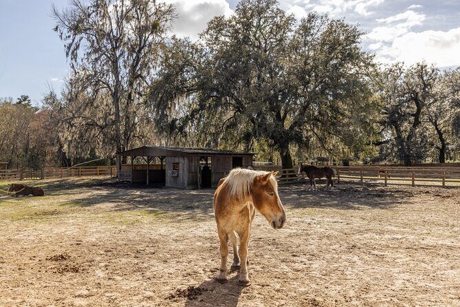 Middleton Place Tour with Lunch and Transportation - An In-Depth Look at the Middleton Place Tour Experience