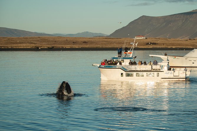 Midnight Sun Whale Watching from Reykjavik - Who Will Love This Tour?
