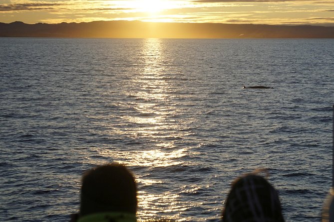 Midnight Sun Whale Watching from Reykjavik - Final Thoughts