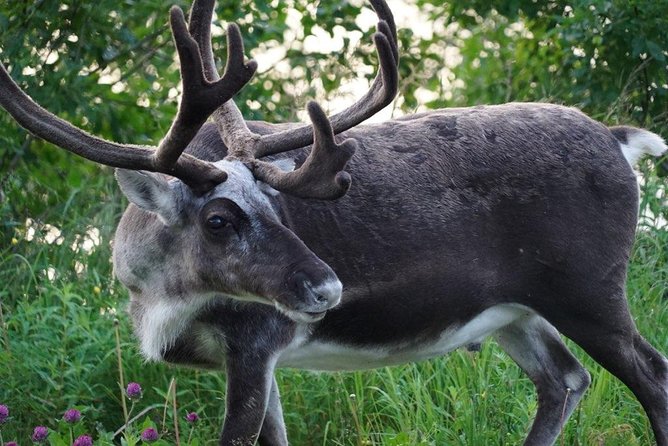 Midnightsun- Eco friendly Tesla Model X - Who Will Love This Tour?