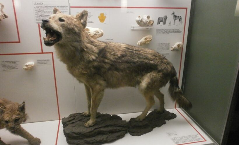 Milan: Natural History Museum Entry Ticket & Audio Guide - Practical Tips for Your Visit
