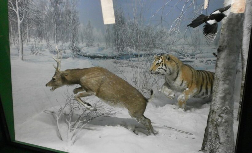 Milan: Natural History Museum Entry Ticket & Audio Guide - The Sum Up