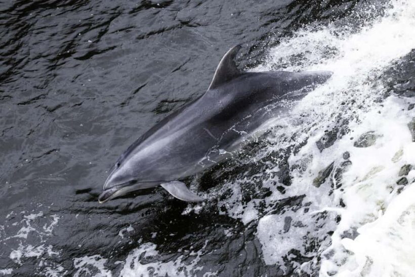 Milford Sound: 2-Hour Wildlife & Nature Cruise - What Travelers Say