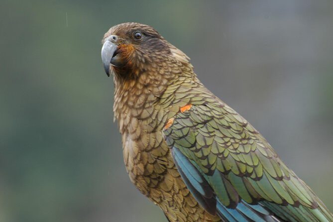 Milford Sound Discovery Tour - Cancellation Policy and Practical Details